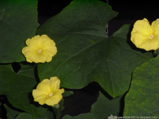 Singapore Plants Lover: Mellow Yellow-Loofah